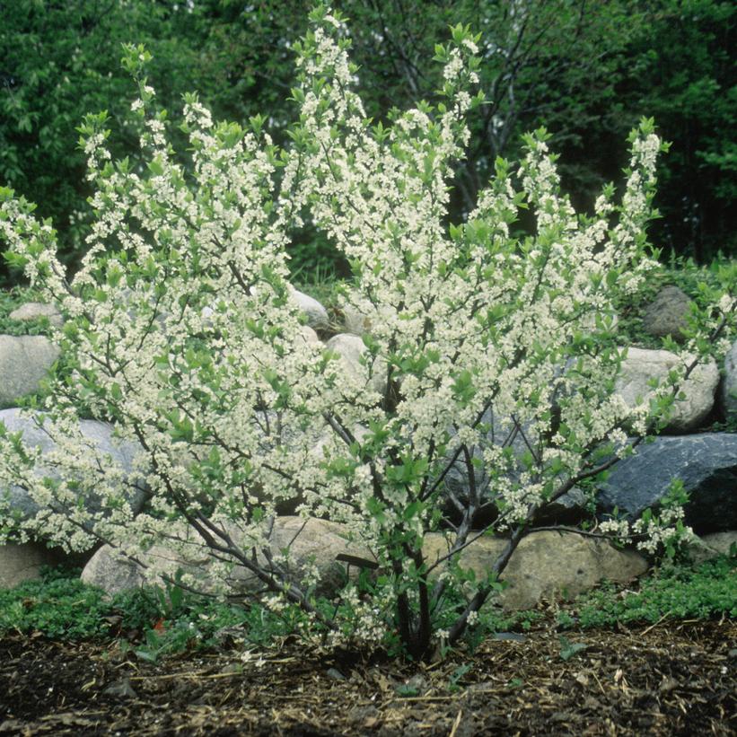 Prunus maritima Beach Plum from Prides Corner Farms