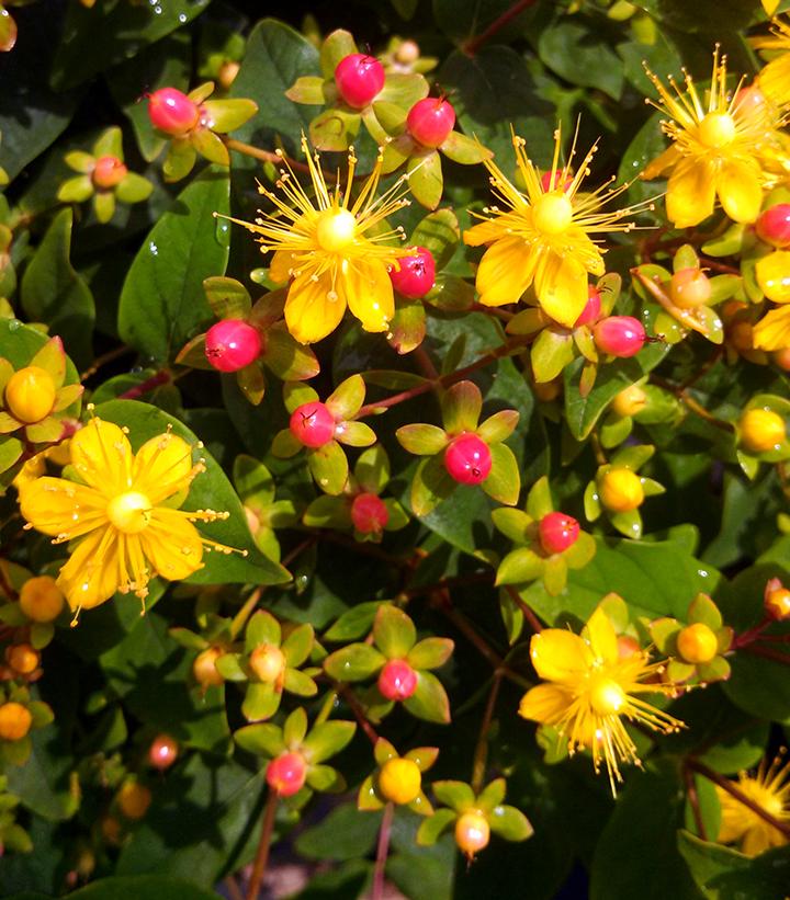 Red Hypericum