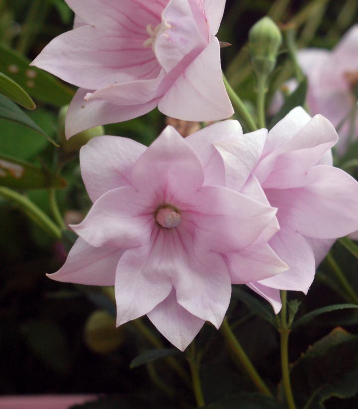 Platycodon ''Astra Double Pink'' Astra Double Pink Balloon Flower from ...