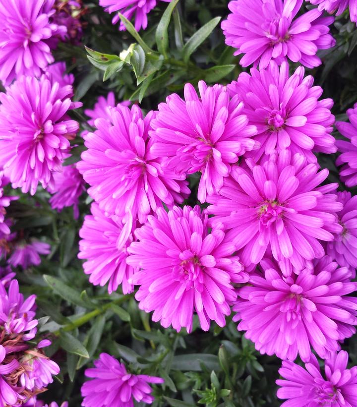 Perennial from Prides Corner Farms