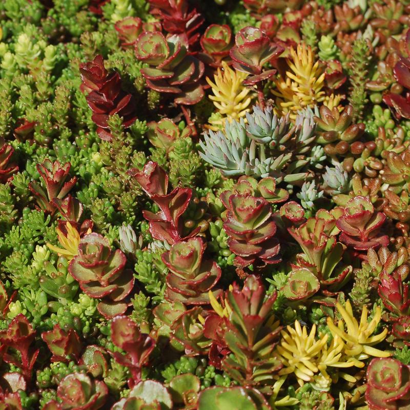 Perennial from Prides Corner Farms