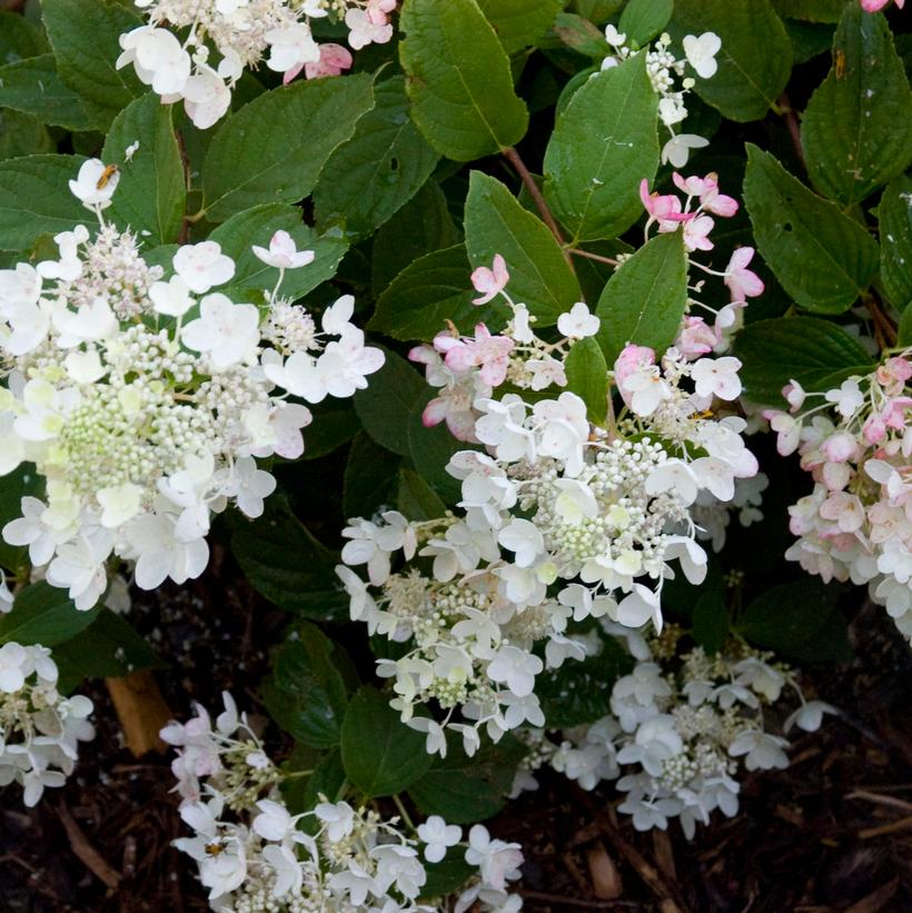 Hydrangea pan. 'White Diamonds®' White Diamonds® Hydrangea from Prides ...