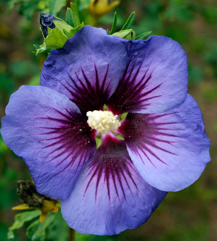 Hibiscus syriacus 'Hawaii™' Hawaii™ Rose of Sharon from Prides Corner Farms