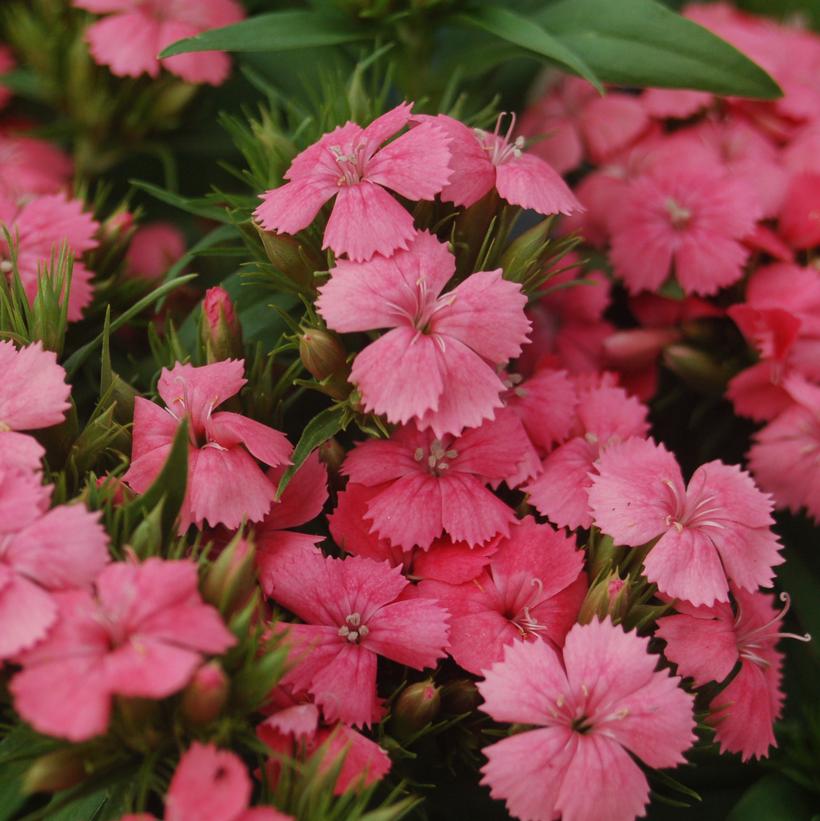 Dianthus Barbarini Salmon Salmon Barbarini™ Sweet William from Prides ...