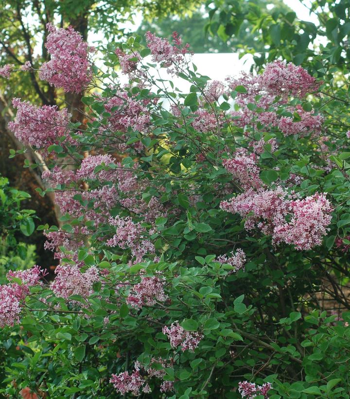 Shrub from Prides Corner Farms