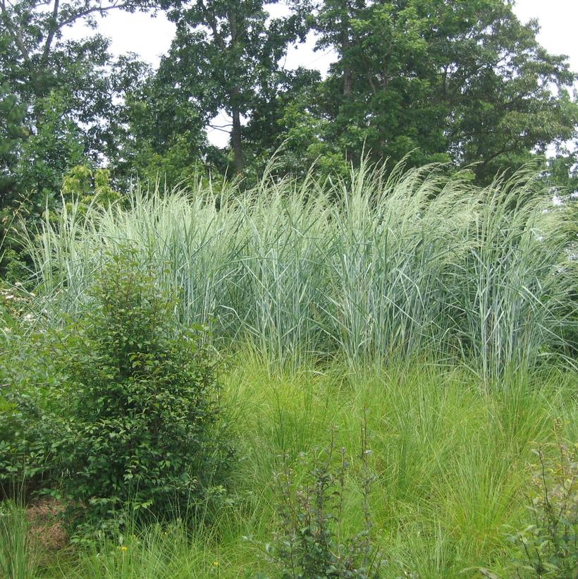 Panicum Amarum
