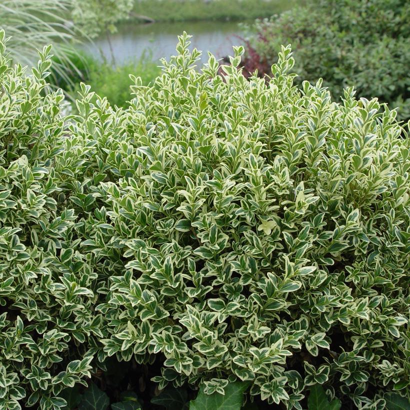 Buxus sempervirens Variegata Variegated Boxwood from Prides Corner Farms
