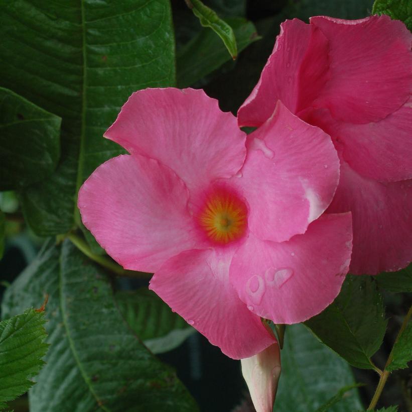 Mandevilla 'Pink' Pink Mandevilla from Prides Corner Farms