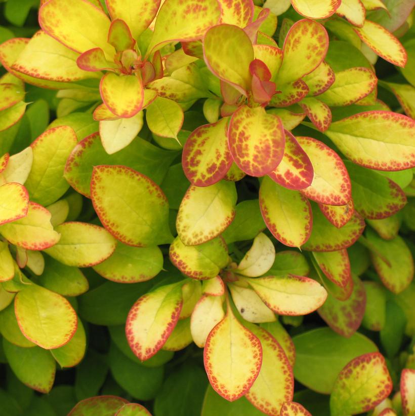 Berberis thunbergii 'Limoncello™' Limoncello™ Barberry from Prides ...