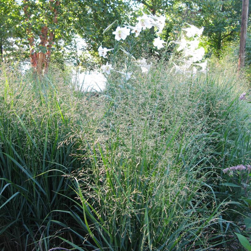 Panicum virgatum 'Squaw' Squaw Switchgrass from Prides Corner Farms