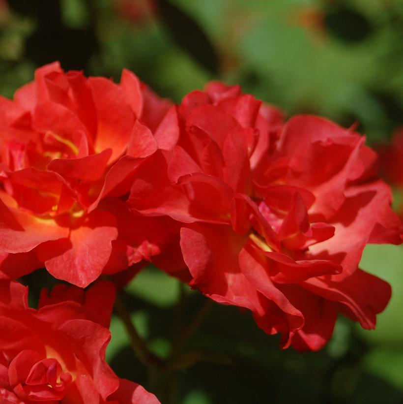 Rosa 'Easy-To-Love® Cinco de Mayo™' Cinco de Mayo™ Floribunda Rose from ...