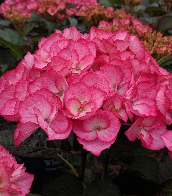 Hydrangea mac. 'Firefly' Firefly Bigleaf Hydrangea from Prides Corner Farms