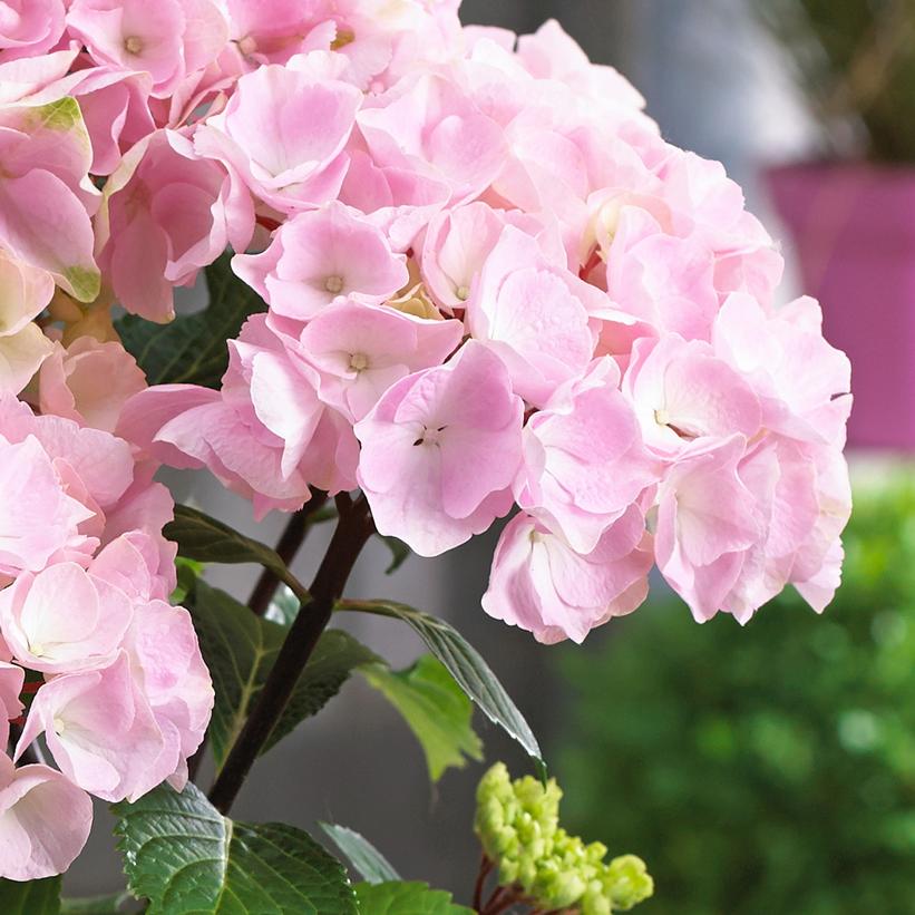 Hydrangea mac. 'Onyx™ Flamingo' Flamingo Big Leaf Hydrangea from Prides ...