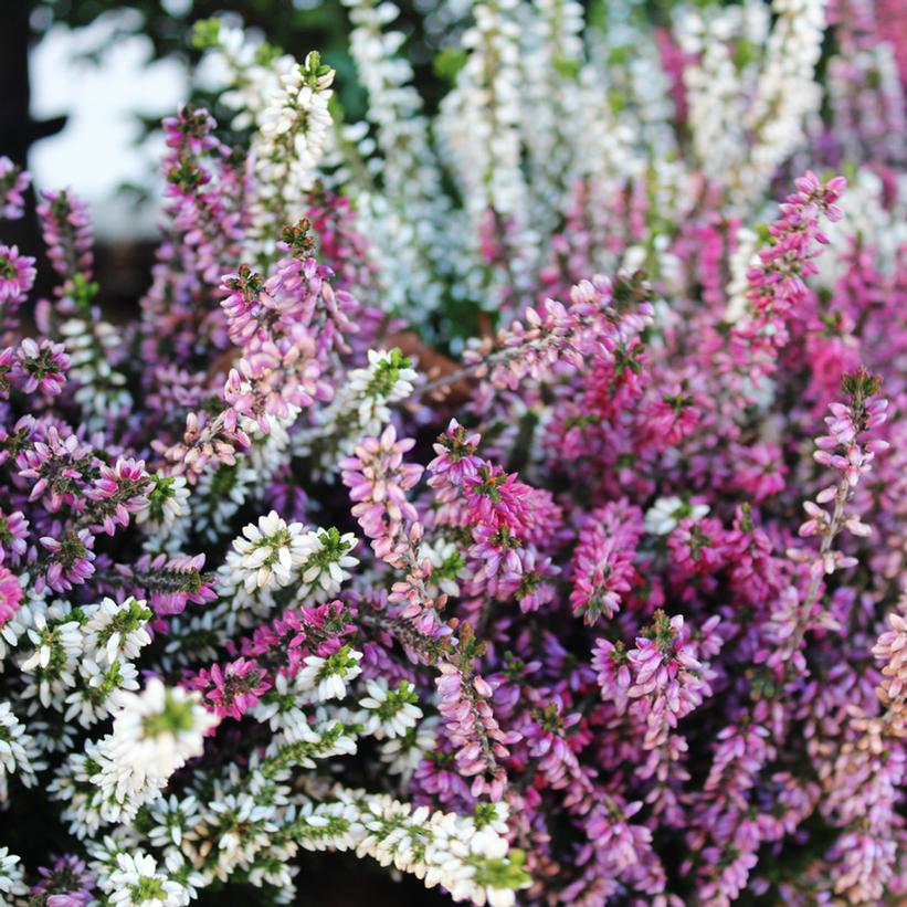 Erica Candy Cane Medley Candy Cane Heath From Prides Corner Farms