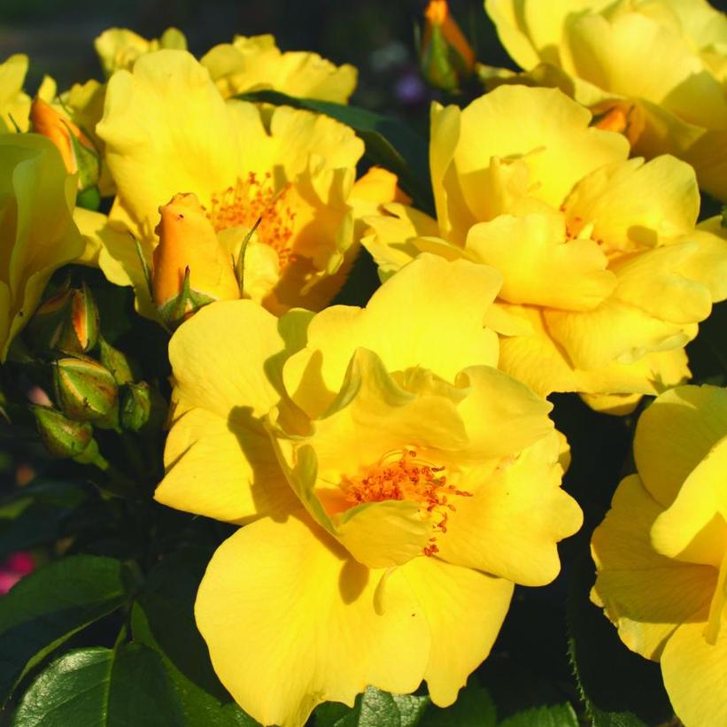 Rosa 'Lemon Fizz Kolorscape®' Lemon Fizz Kolorscape® Rose from Prides ...