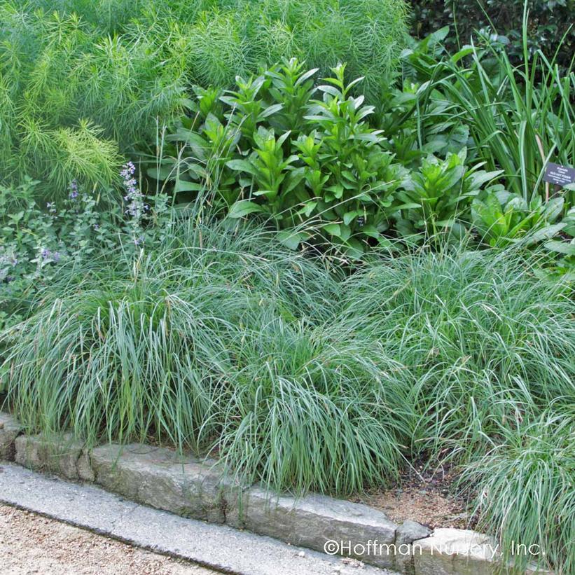 Carex flacca ''Blue Zinger'' Blue Zinger Sedge from Prides Corner Farms