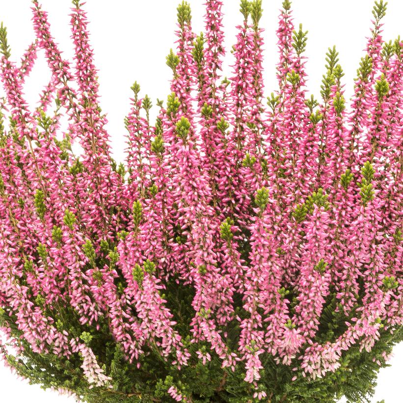 Calluna vulgaris 'Beauty Ladies 'Melina Light'' Melina Light Heather ...