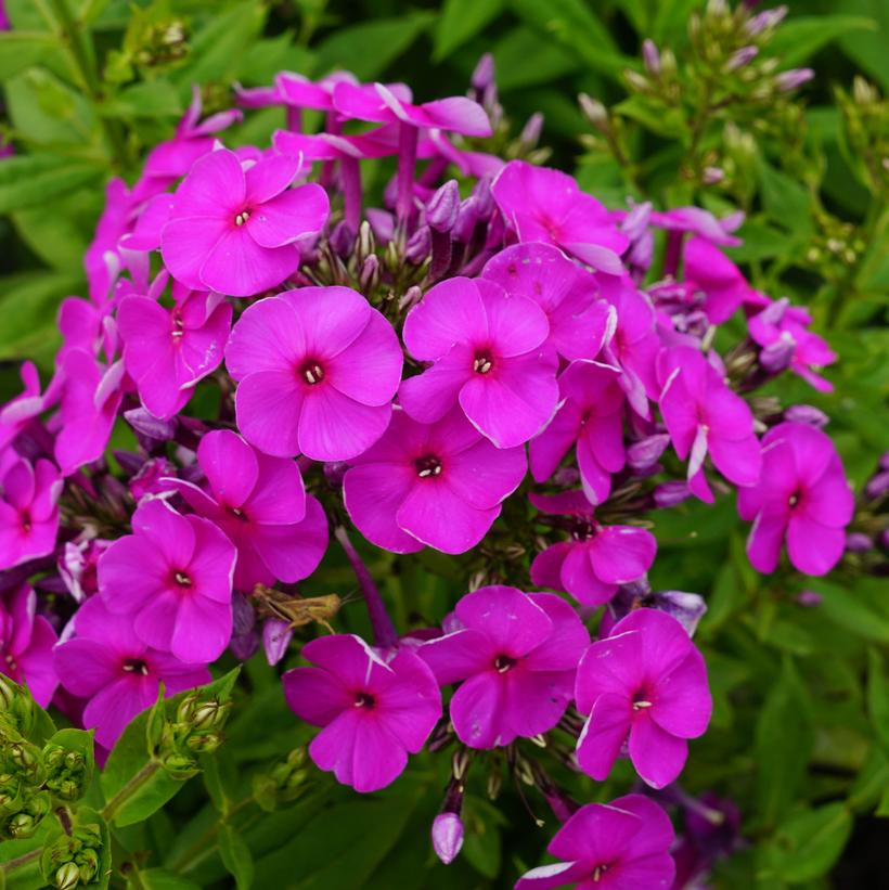 Phlox paniculata Ka-Pow® Purple Ka-Pow® Purple Garden Phlox from Prides ...