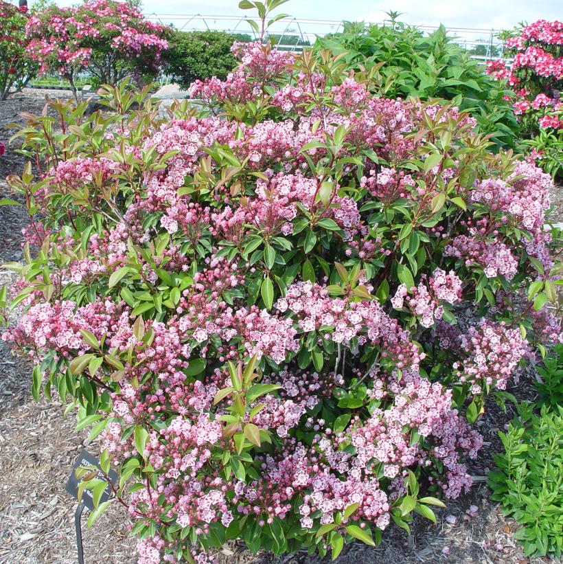 Broad-leaf Evergreen from Prides Corner Farms