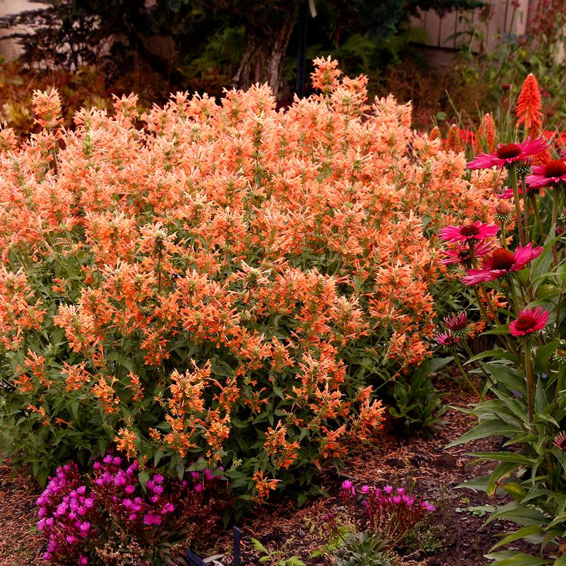 Agastache Poquito™ Orange Poquito™ Orange Hummingbird Mint from Prides ...