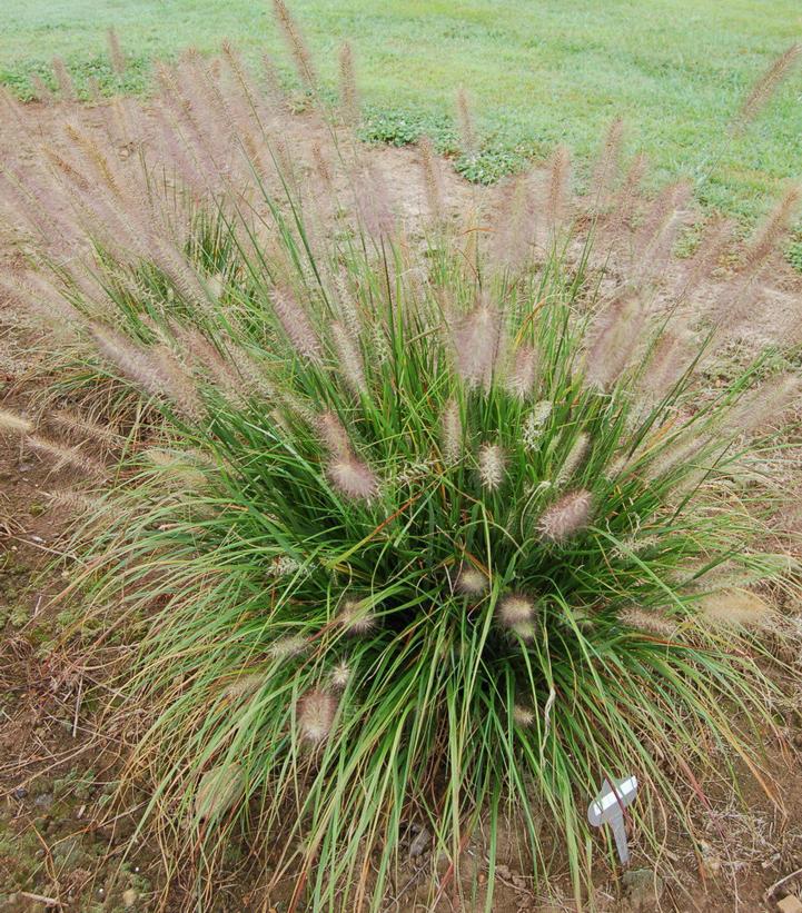 Pennisetum Hush Puppy™ Hush Puppy™ Fountain Grass from Prides Corner Farms