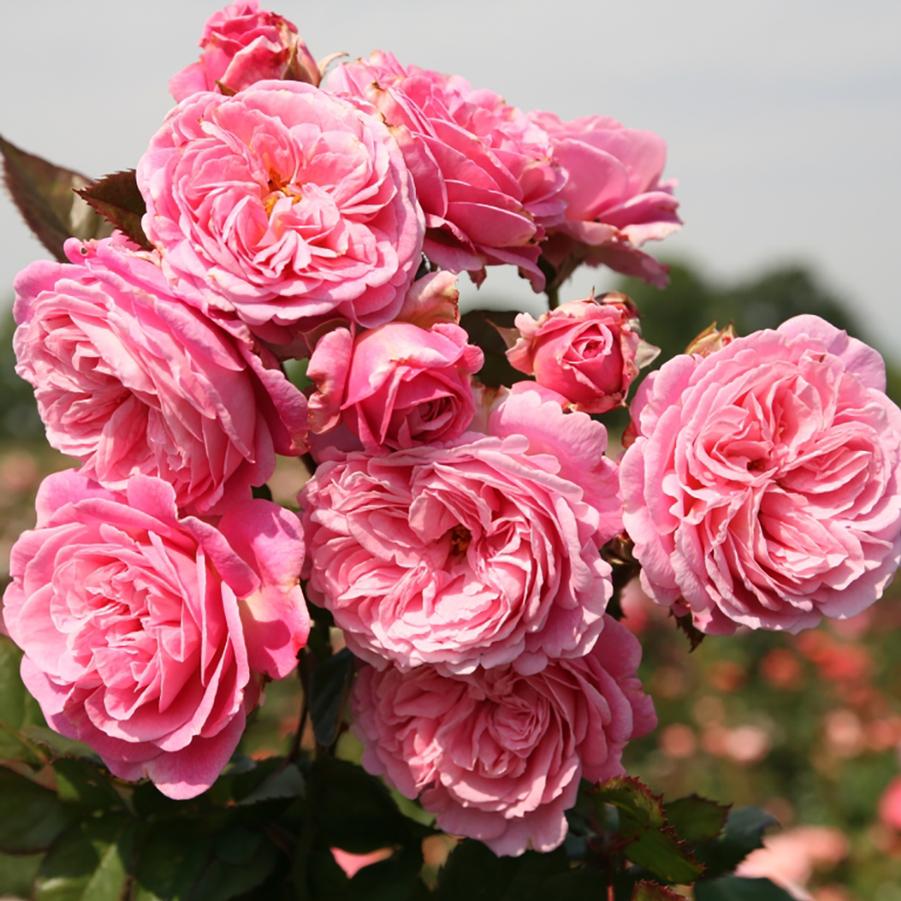 Rosa Parfuma® Summer Romance™ Parfuma® Summer Romance™ Floribunda Rose ...