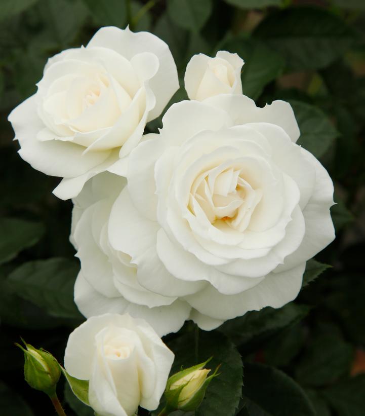 Rosa Veranda® White Veranda® White Floribunda Rose from Prides Corner Farms