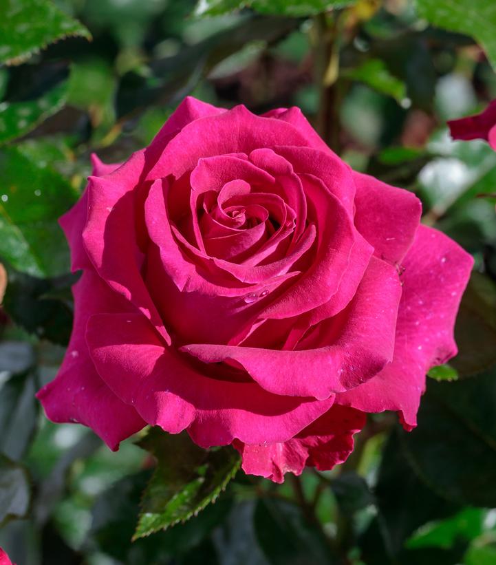 Rosa Stiletto™ Stiletto™ Hybrid Tea Rose from Prides Corner Farms
