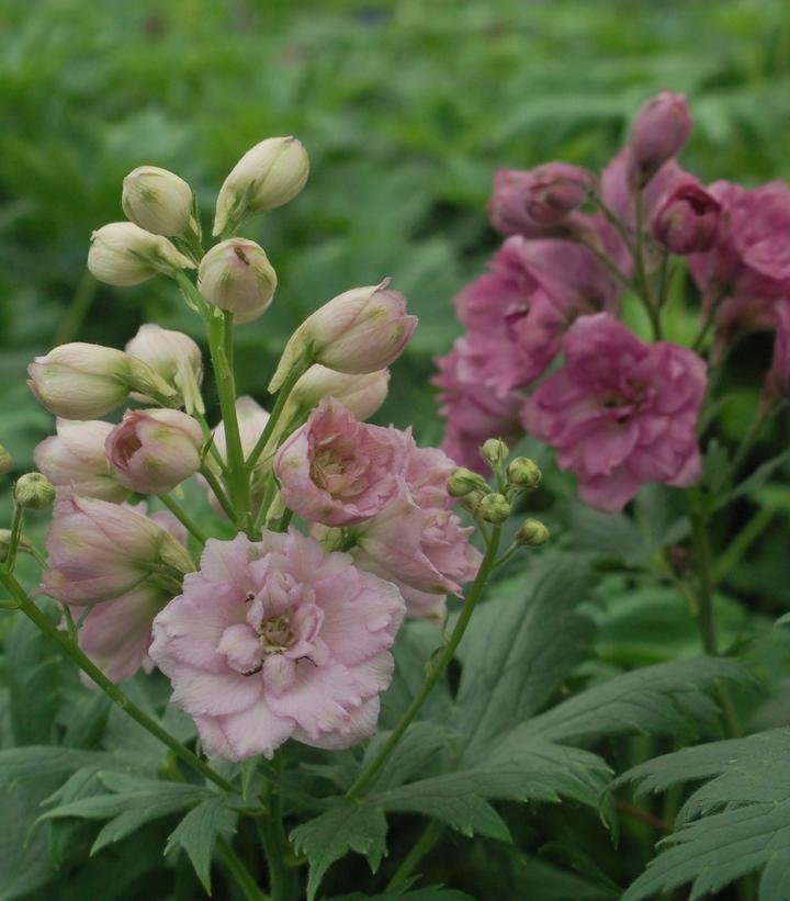 Delphinium New Zealand Pink Punch From Prides Corner Farms