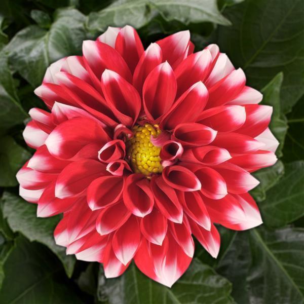Red And White Dahlia Flower