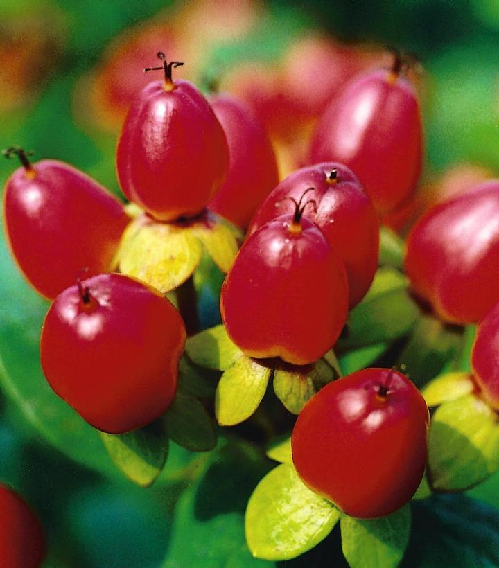 Red Hypericum