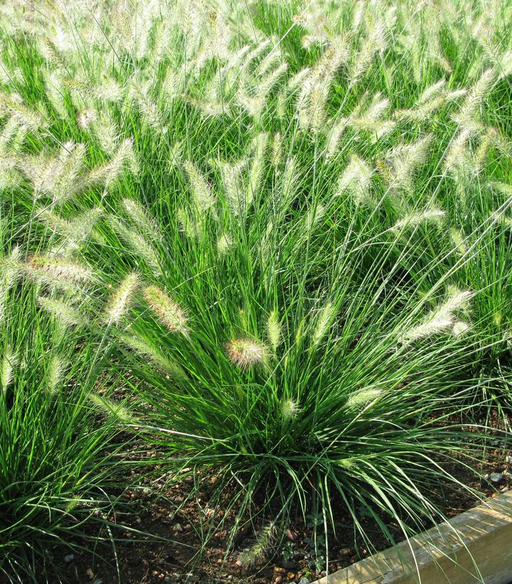Pennisetum alopecuroides Piglet Piglet Fountain Grass from Prides ...