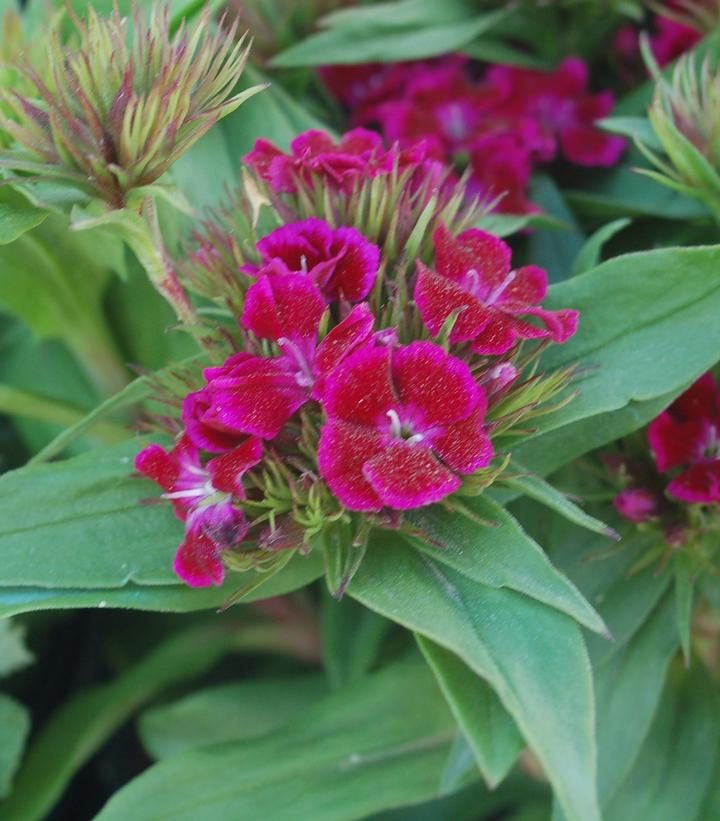 Dianthus Barbarini Purple Purple Barbarini™ Sweet William from Prides ...