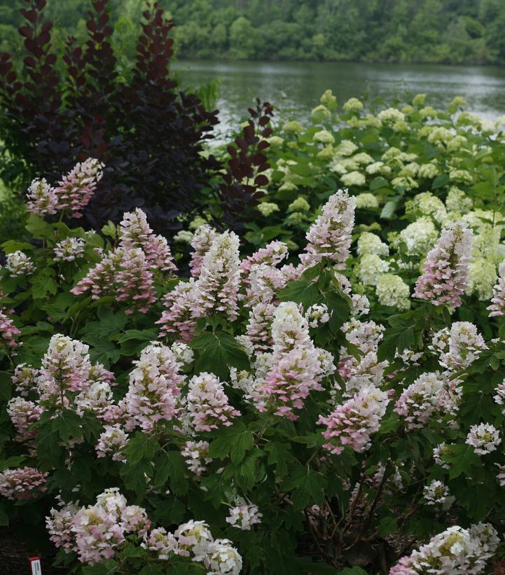 Hydrangea quercifolia 'Gatsby Pink®' Gatsby Pink® Oakleaf hydrangea ...