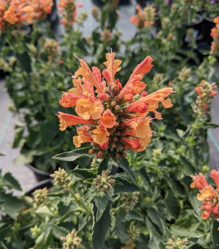 Agastache Poquito™ Orange Poquito™ Orange Hummingbird Mint from Prides ...