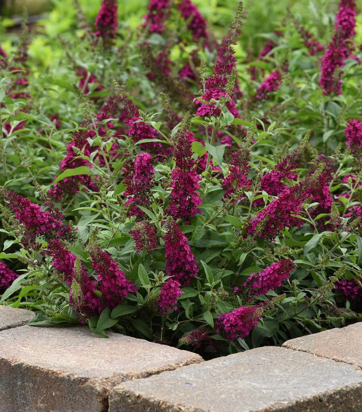 Buddleia Chrysalis™ Cranberry Chrysalis™ Cranberry Butterfly Bush from ...