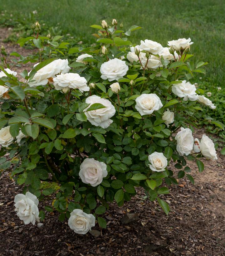 Rosa Veranda® White Veranda® White Floribunda Rose from Prides Corner Farms
