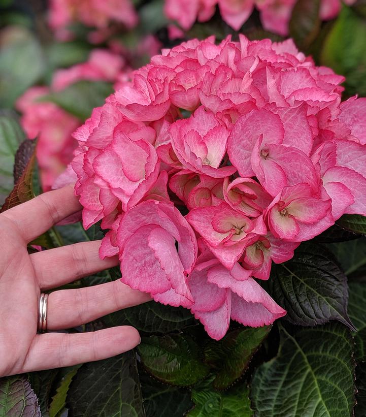 Hydrangea mac. 'Firefly' Firefly Bigleaf Hydrangea from Prides Corner Farms