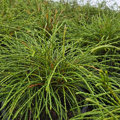 Thuja plicata Whipcord
