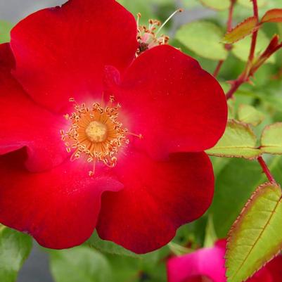 Rosa Screaming Neon Red™